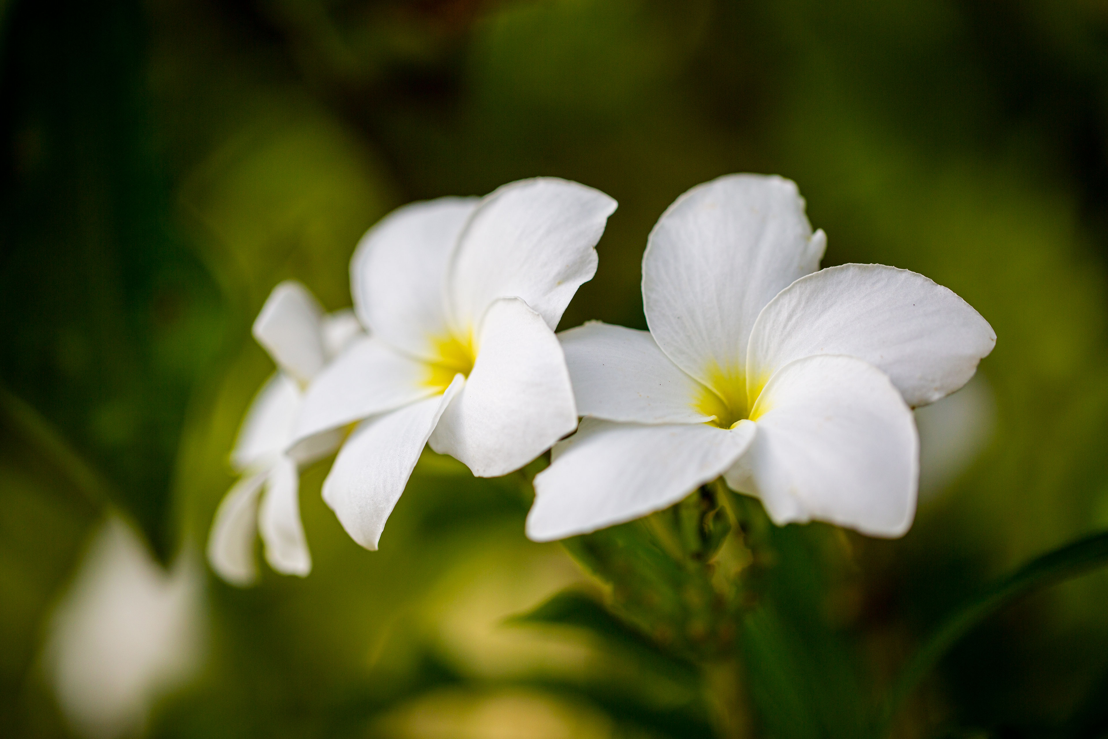 Taha’a | SocietyIslands.com